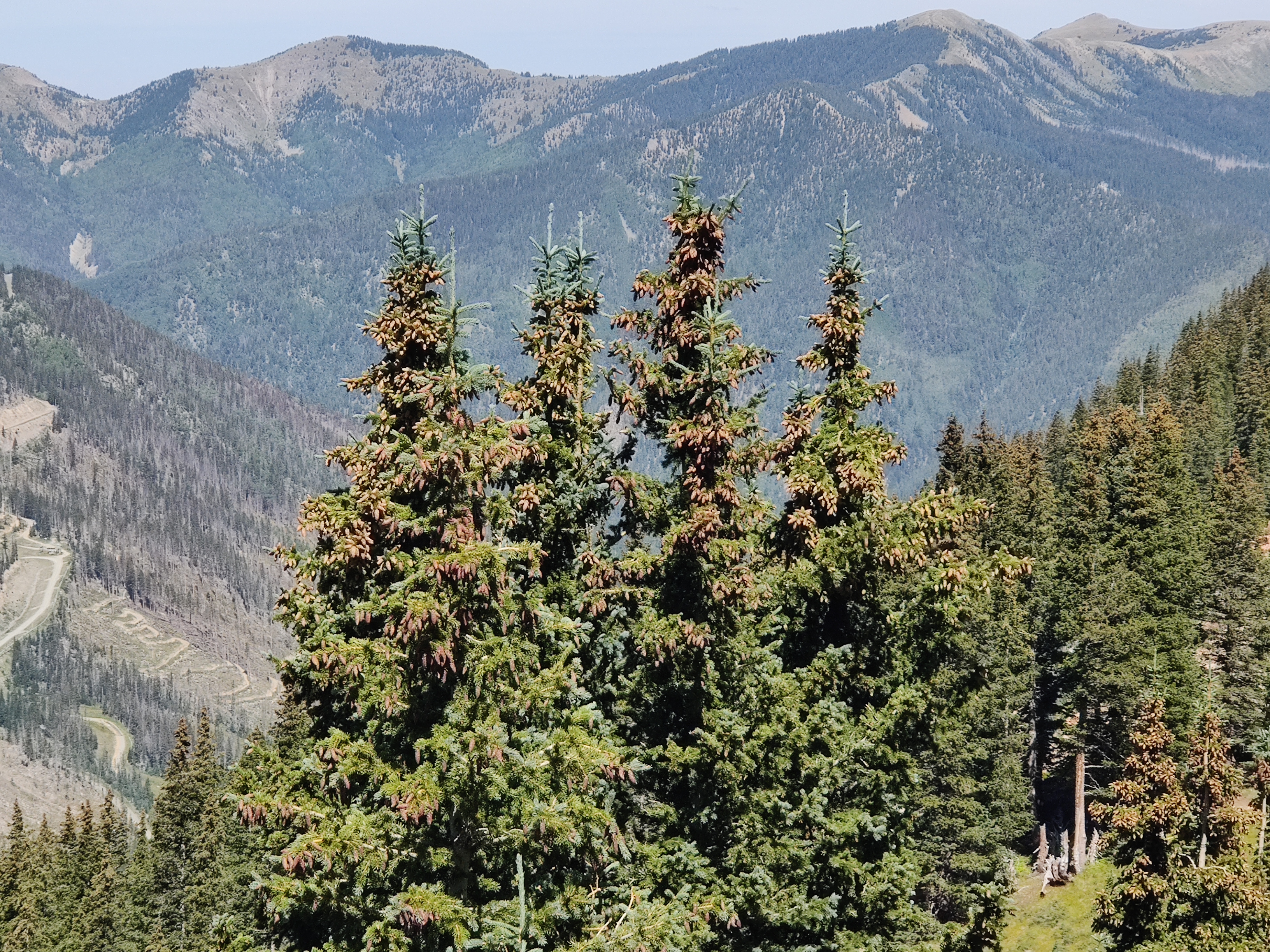 Colin Mast - Research